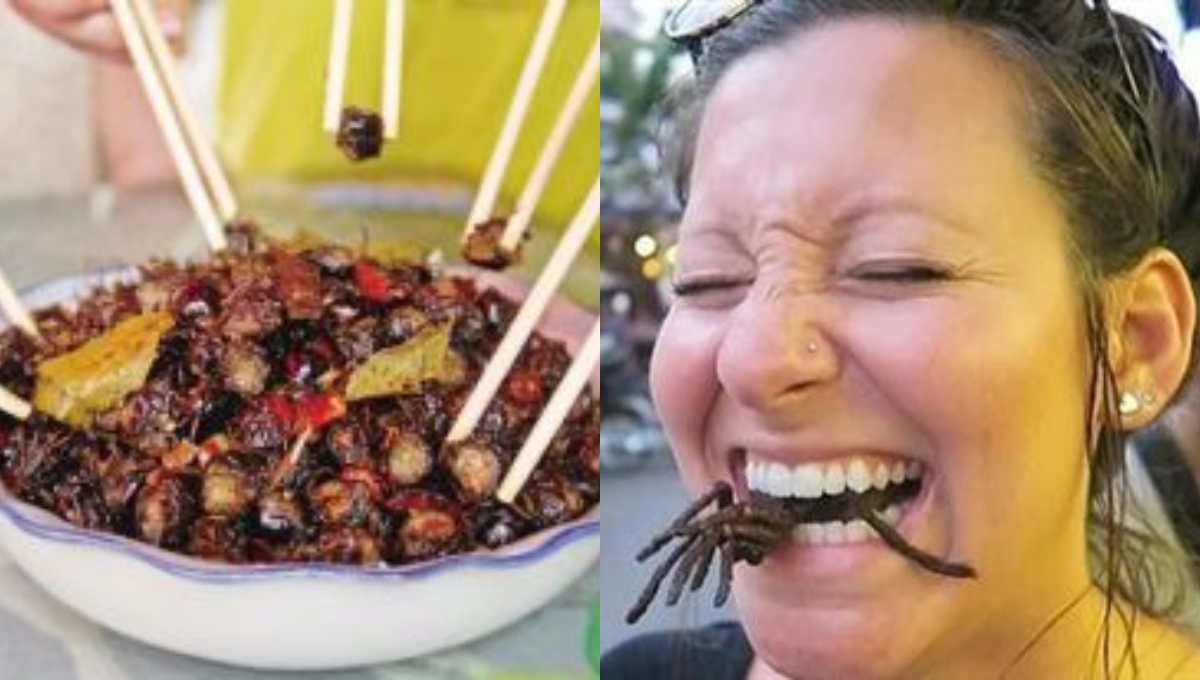 【美食】这几种昆虫都能放进嘴巴，你敢挑战吗？ | MOpress - Professional Writer's Content Platform