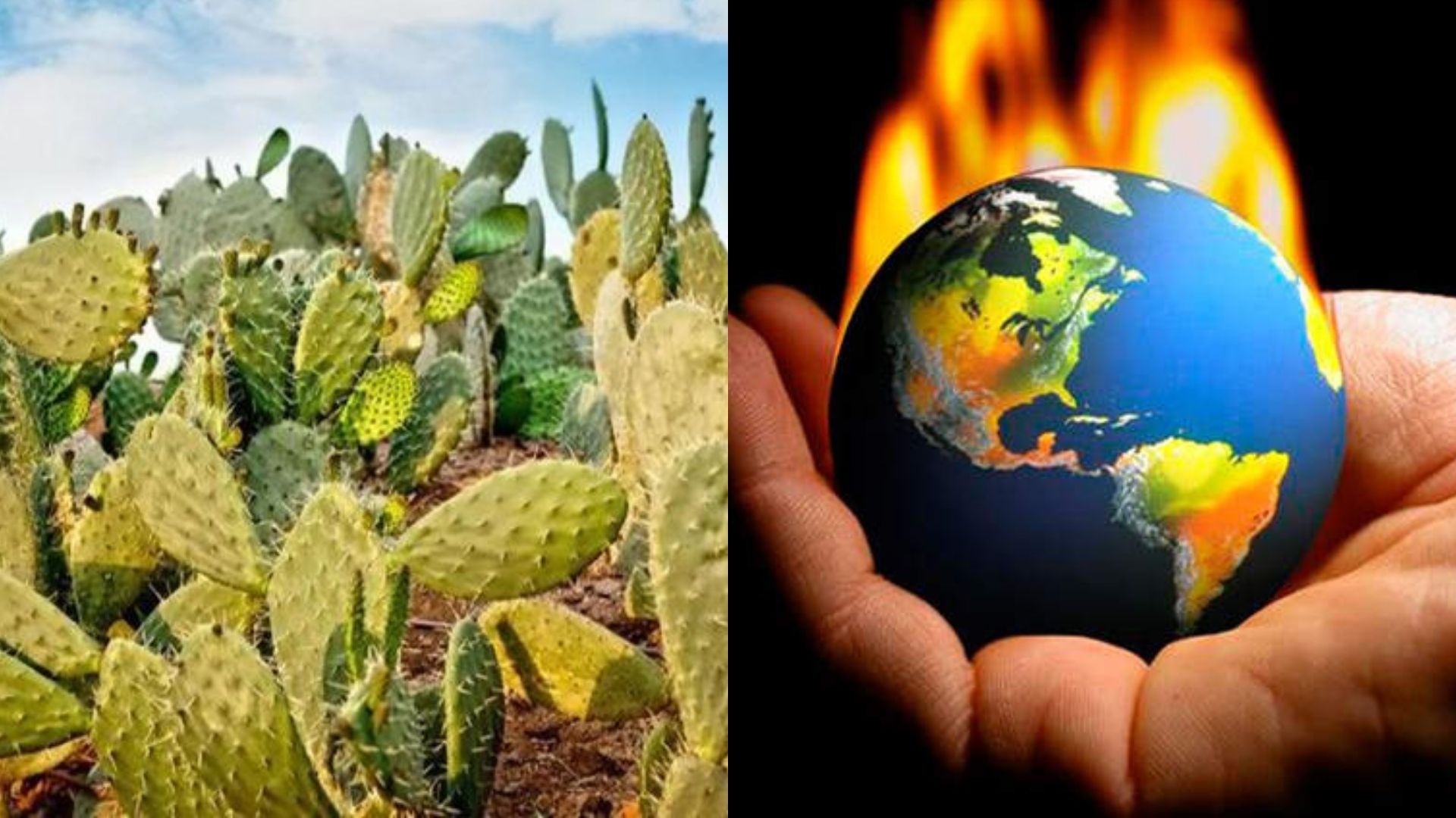 全球暖化威胁地球物种，连耐旱植物仙人掌也面临灭绝！ | MOpress - Professional Writer's Content ...