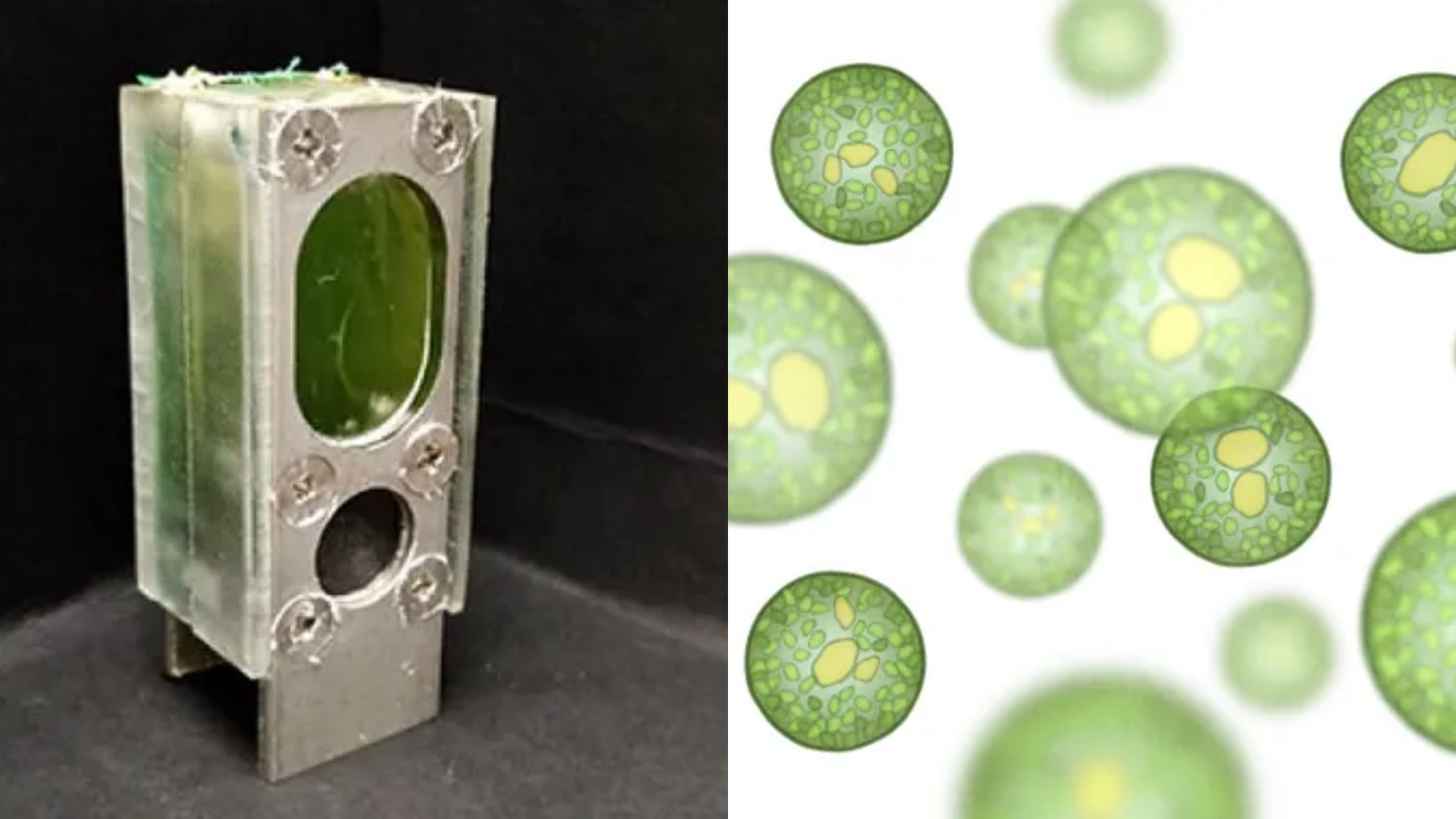 水藻也能发电？研究：透过光合作用供电半年！ | MOpress - Professional Writer's Content Platform